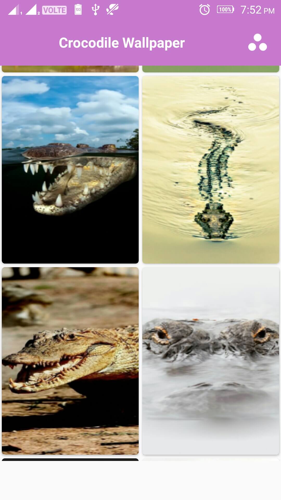 Crocodile Wallpaper - App on Amazon Appstore
