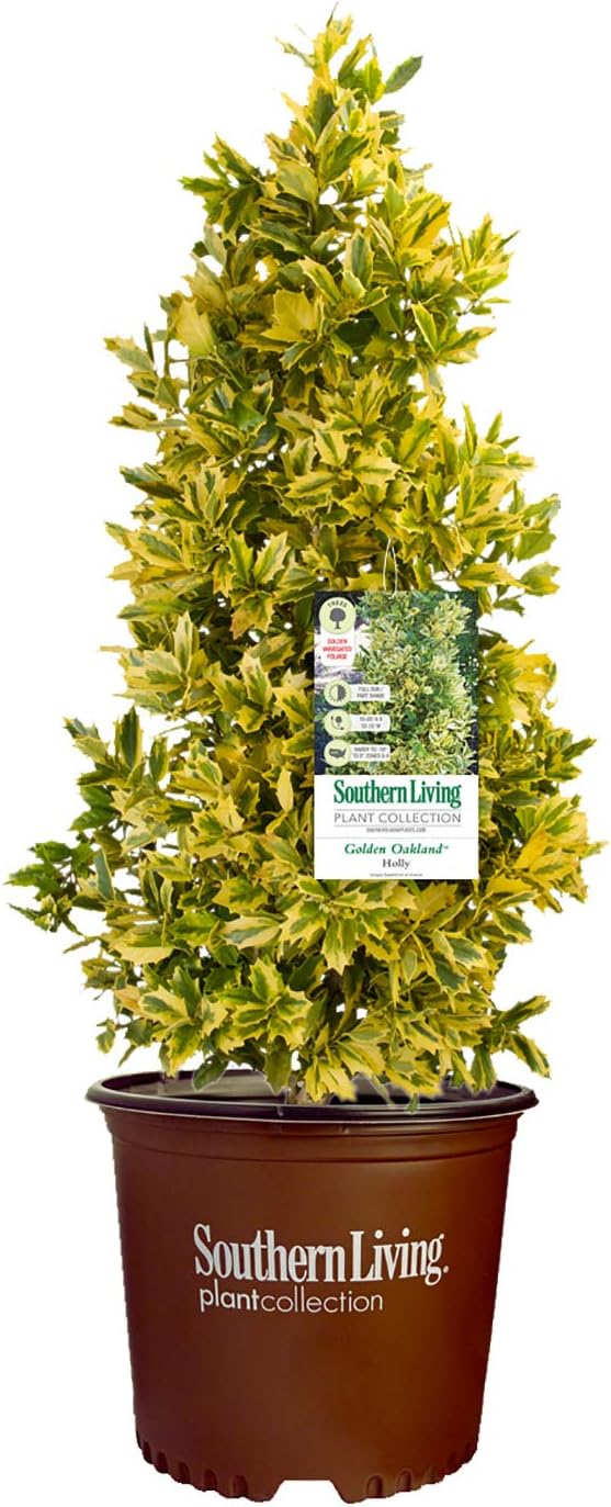 Amazon.com : Southern Living Golden Oakland Holly, 3 Gal, Yellow ...
