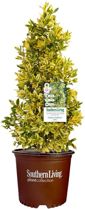Amazon.com : Southern Living Golden Oakland Holly, 3 Gal, Yellow ...