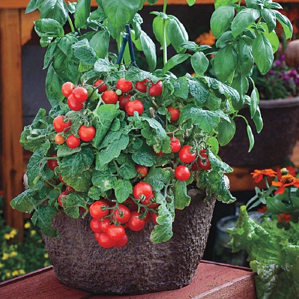 Amazon.com : Red Robin Tomato Seeds (40 Seed Pack) : Patio, Lawn & Garden