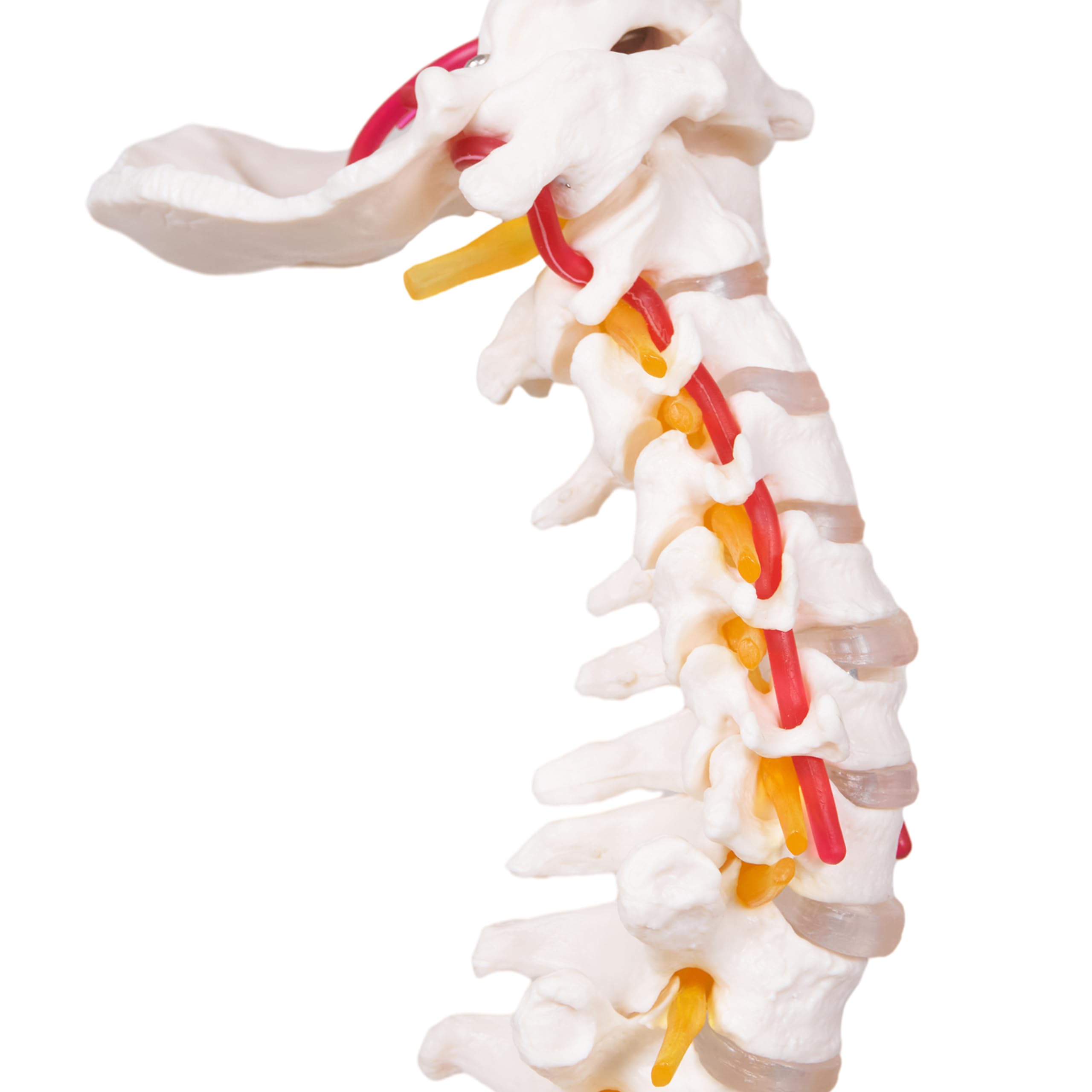 Snapklik.com : NLShan Flexible Human Spine Model, 346inches Life-Size ...