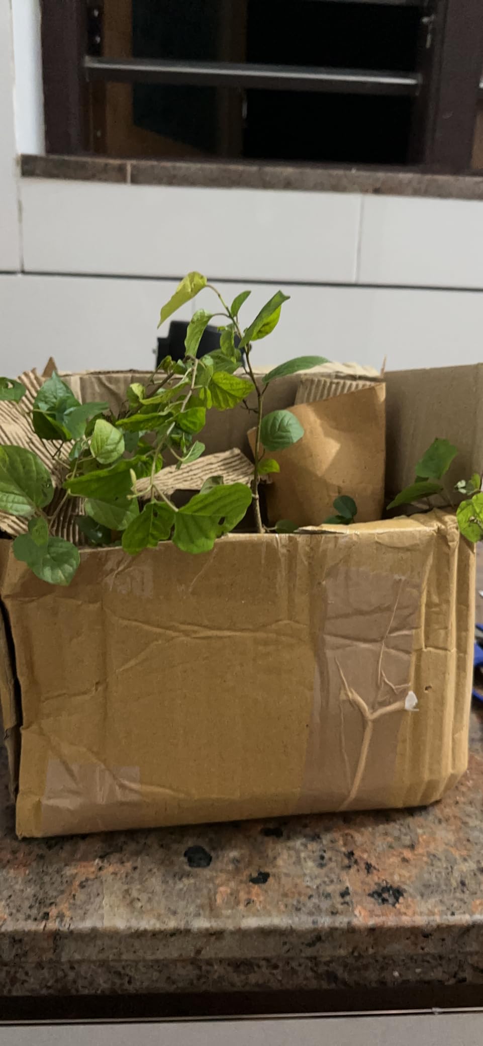 Wynorg Manimulla Flowering Jasmine– a delightful addition to your Home ...