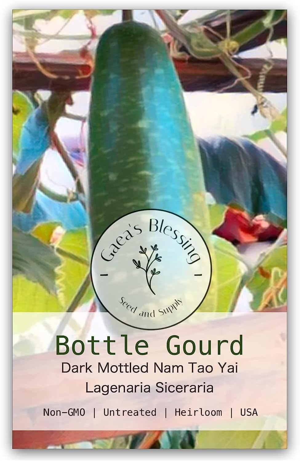 Amazon.com : Gaea's Blessing Seeds - Bottle Gourd Seeds - Heirloom Non ...