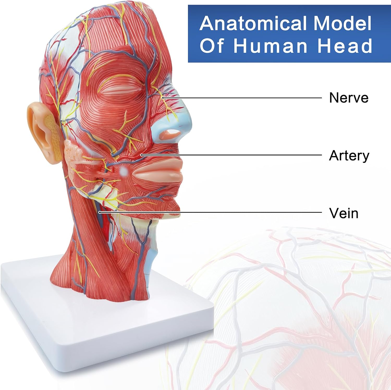 Human Head Anatomy Model Half Head Anatomy Model With Neurovascular ...