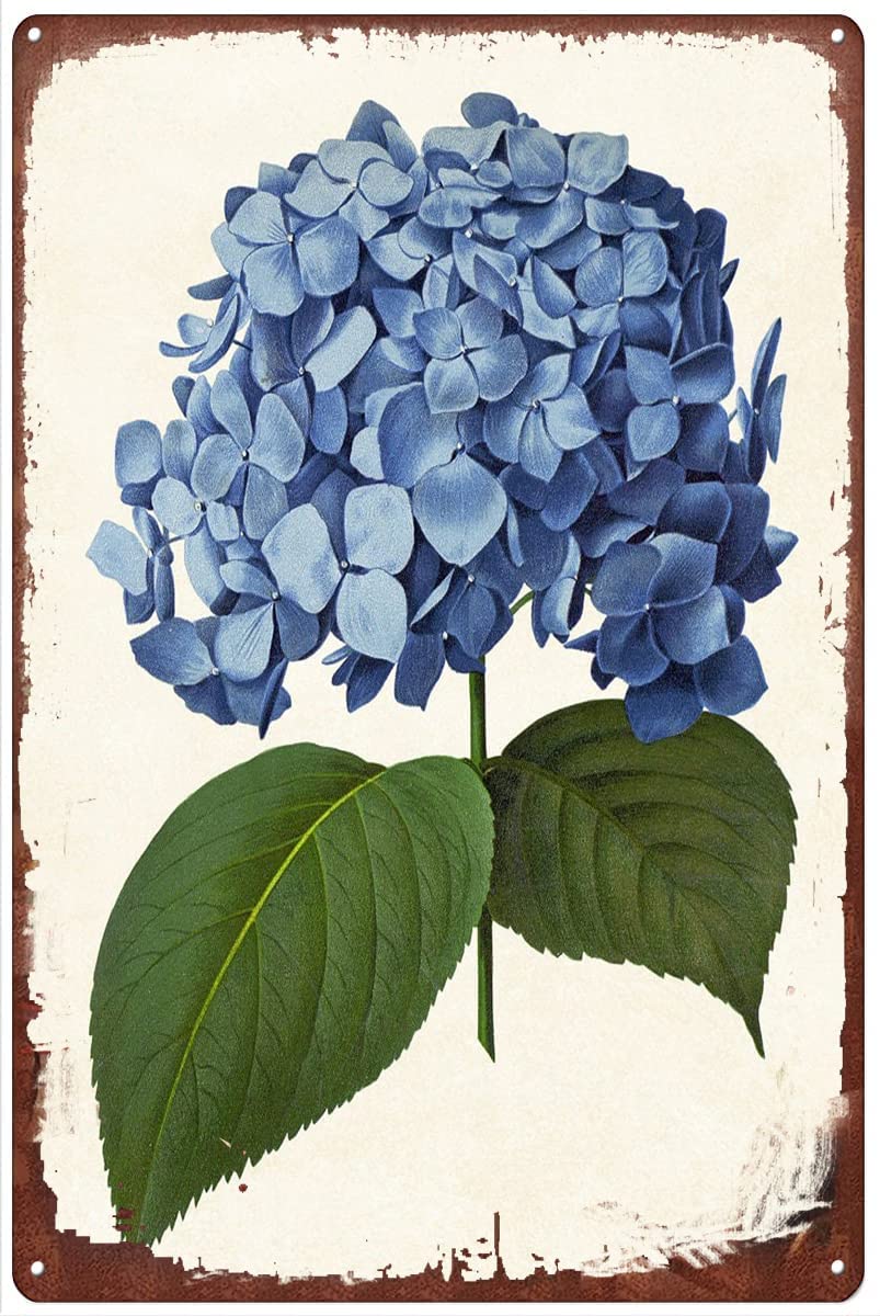 Amazon.com: Blue Hydrangea Vintage Flower Metal Tin Sign Artwork Signs ...