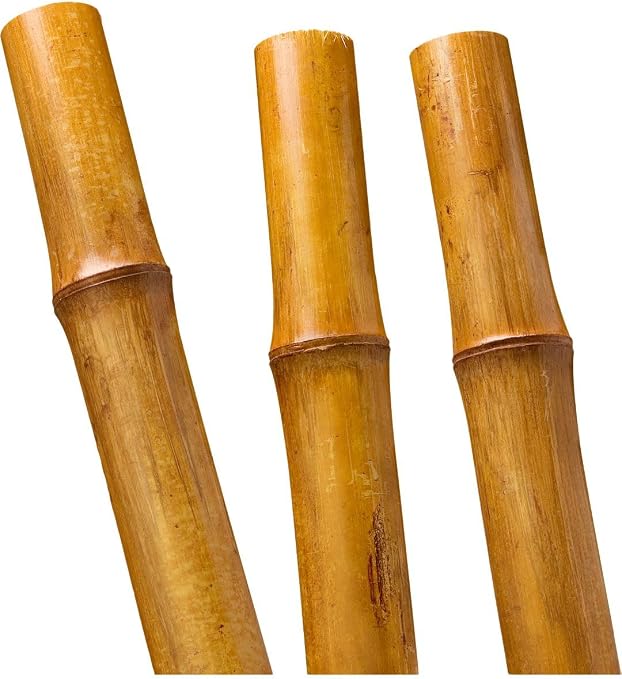 Faszinierend Bambusstangen Kaufen 3m Ebenbild