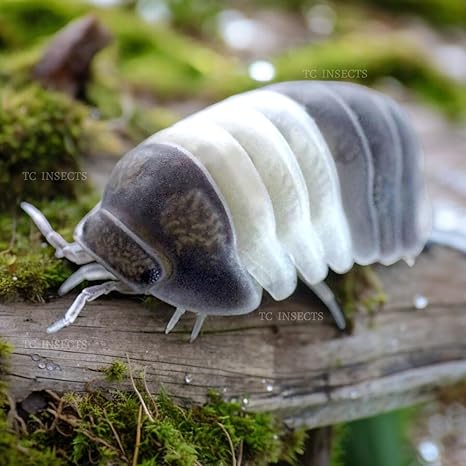 Amazon.com : TC INSECTS 10 Live Panda King Rolie Polys! Rolie Polie ...