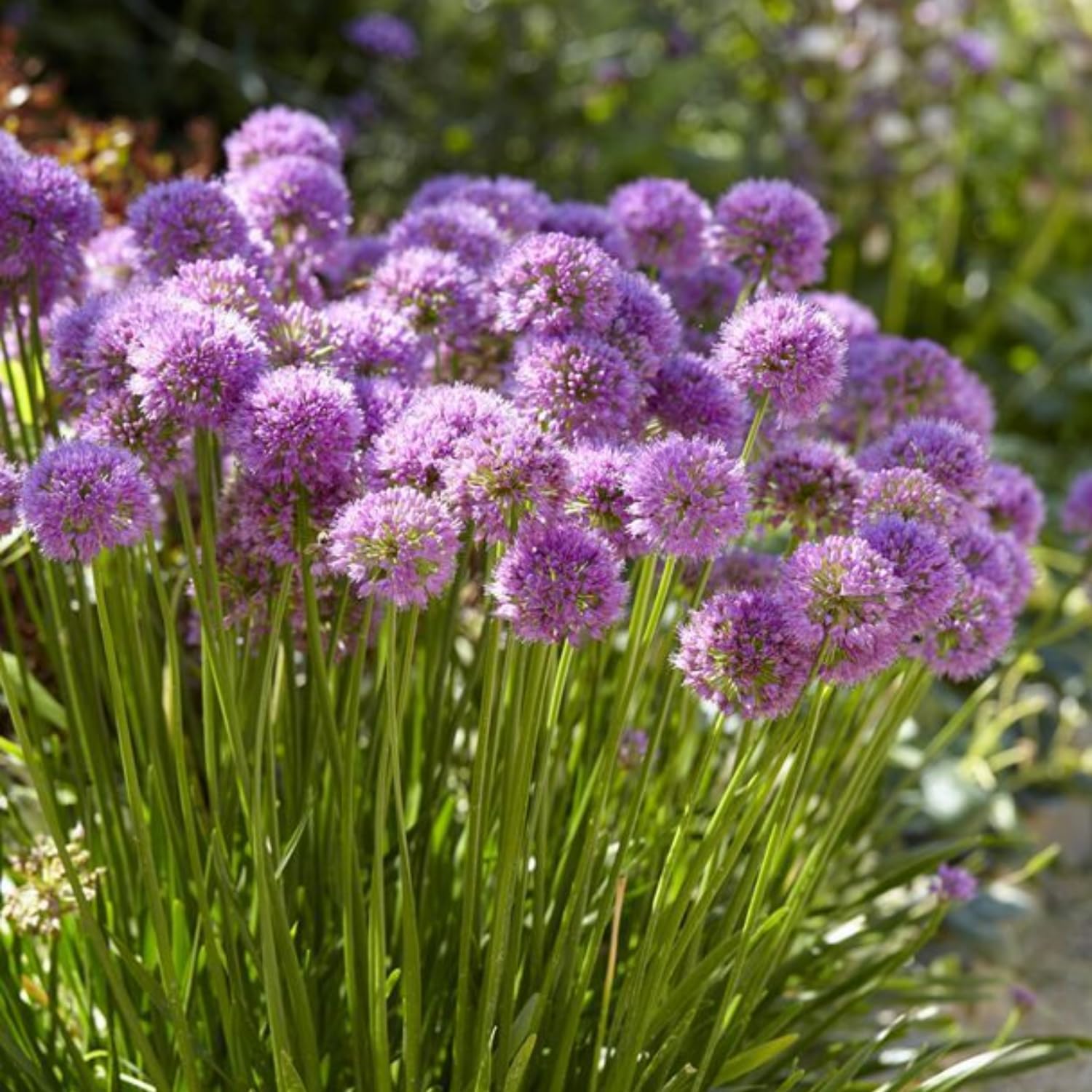 Amazon.com : Allium Millenium Live Plant, Purple Allium Ornamental ...