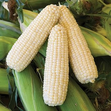Amazon.com: Burpee Amaize Hybrid (Sh2) Sweet Corn Seeds 150 seeds : Baby