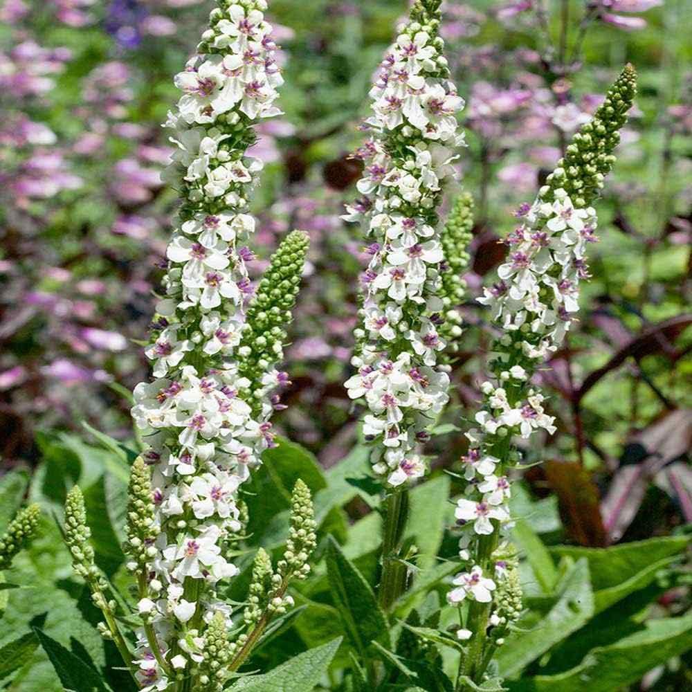 Amazon.com : Outsidepride Wedding Candles Mullein Seeds for Planting ...