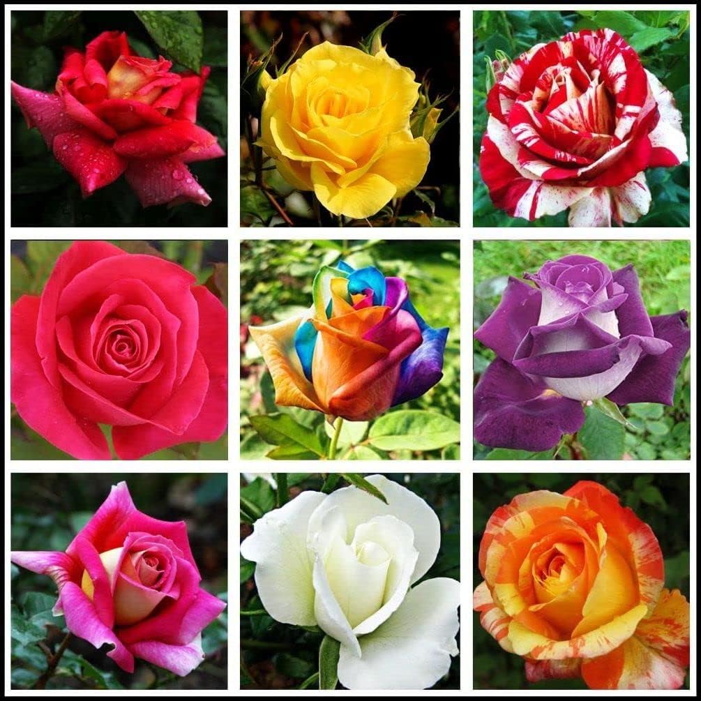Amazon.com : 50+ Mixed Rose Flower Seeds Perennial Flowers Plants ...