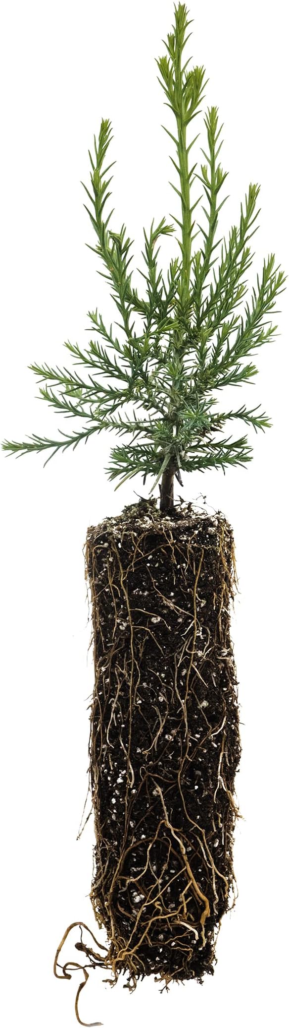 Amazon.com : 40 GIANT SEQUOIA Sequoiadendron Giganteum Sierra Redwood ...