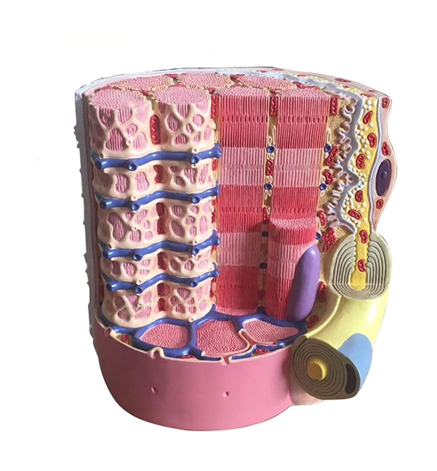 Qiqizhang Anatomy Model Anatomy Model Skeletal Muscle Fiber Microscopic ...