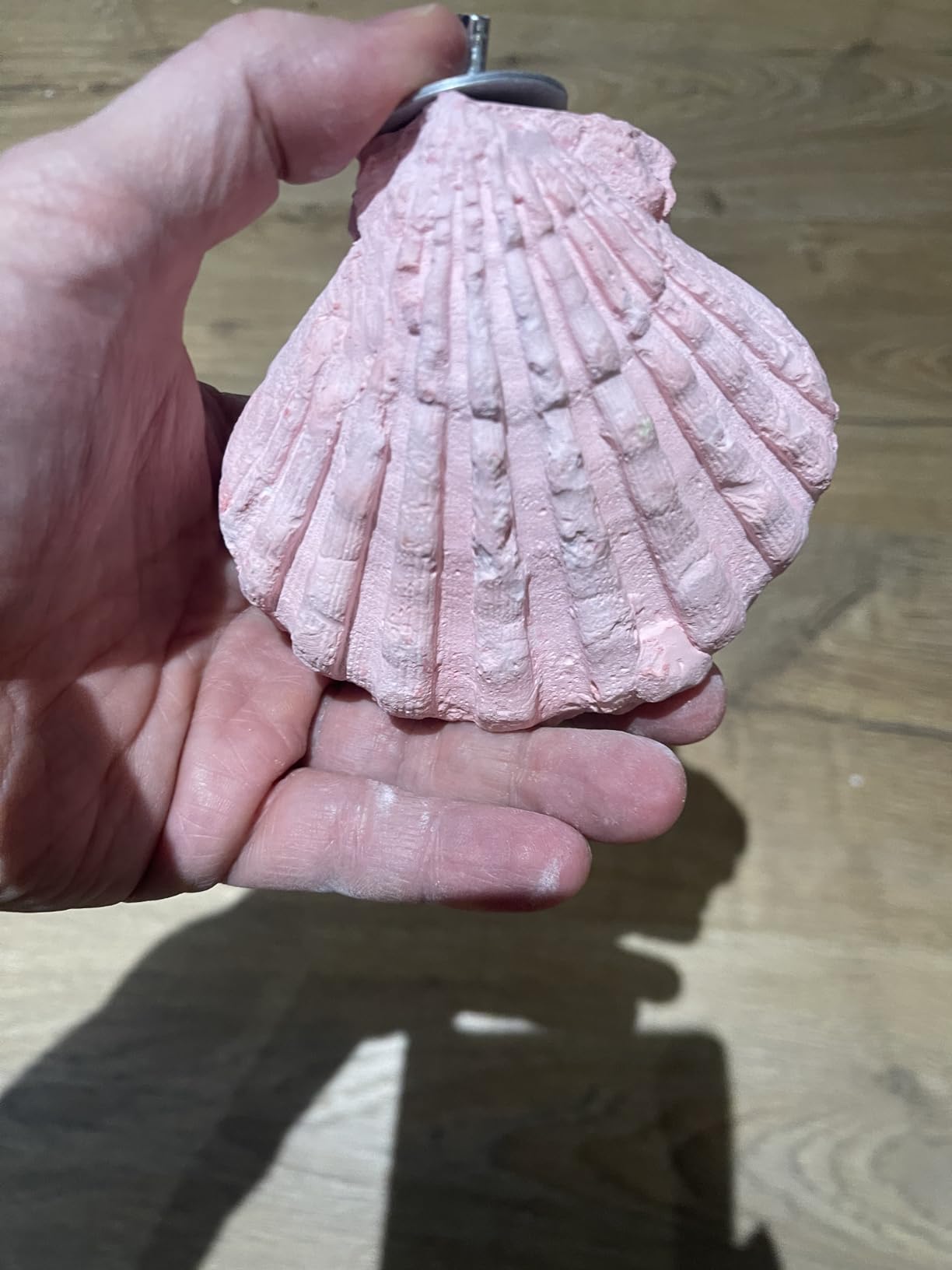 Edible Calcium Clam Parrot Perch - Edible Calcium Parrot Perch for ...