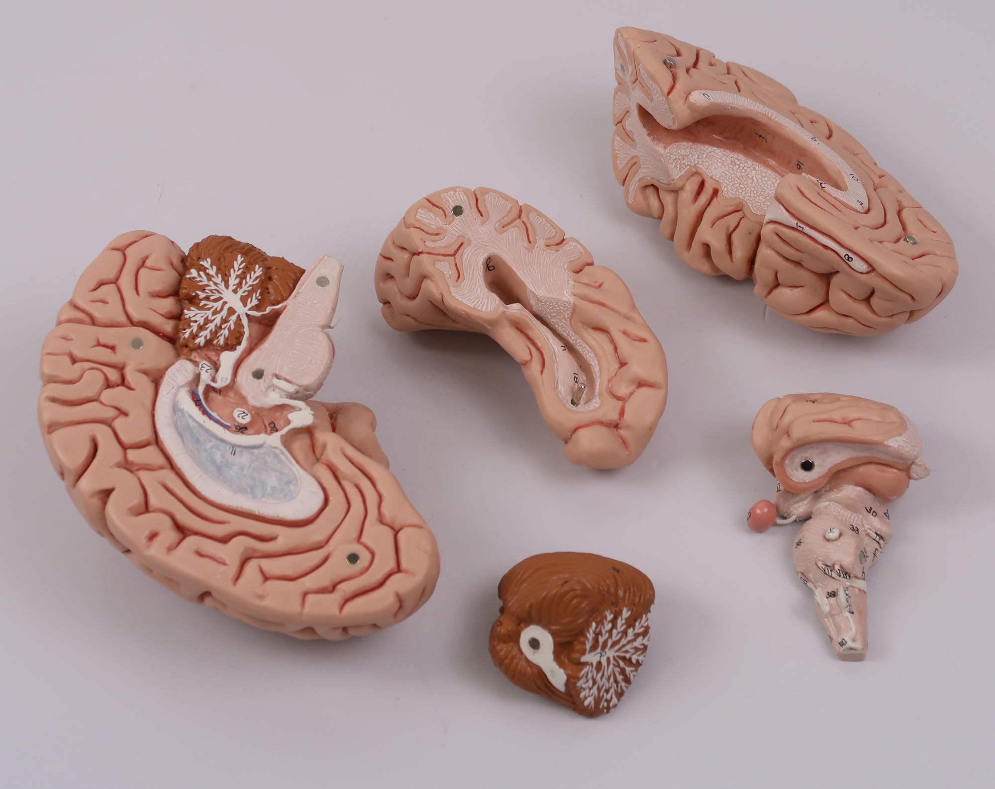 3B Scientific Human Anatomy - Classic Brain Model, 5 Part + free ...
