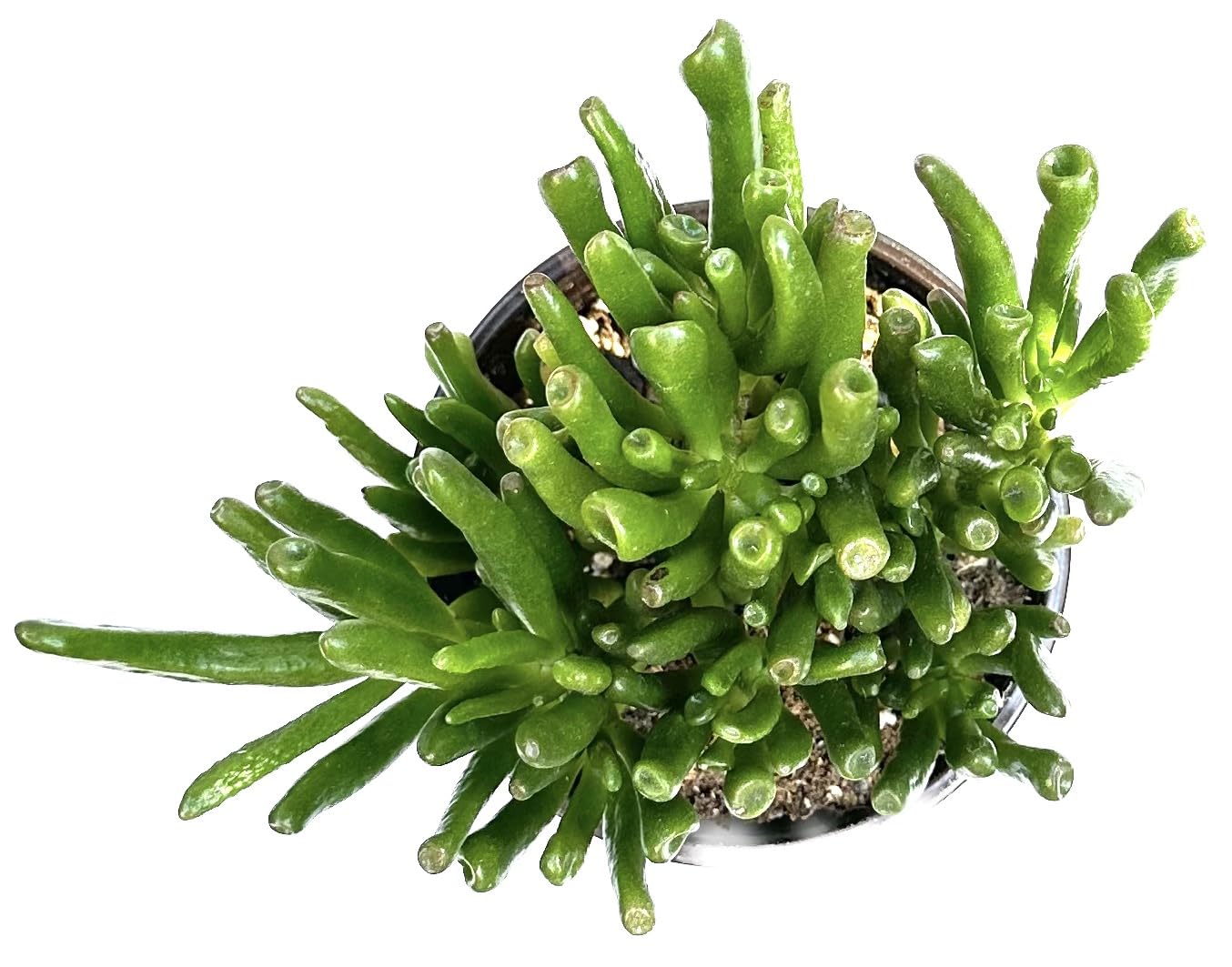 Amazon.com : The Waterspout | 4" Cactus and Succulent Collections ...