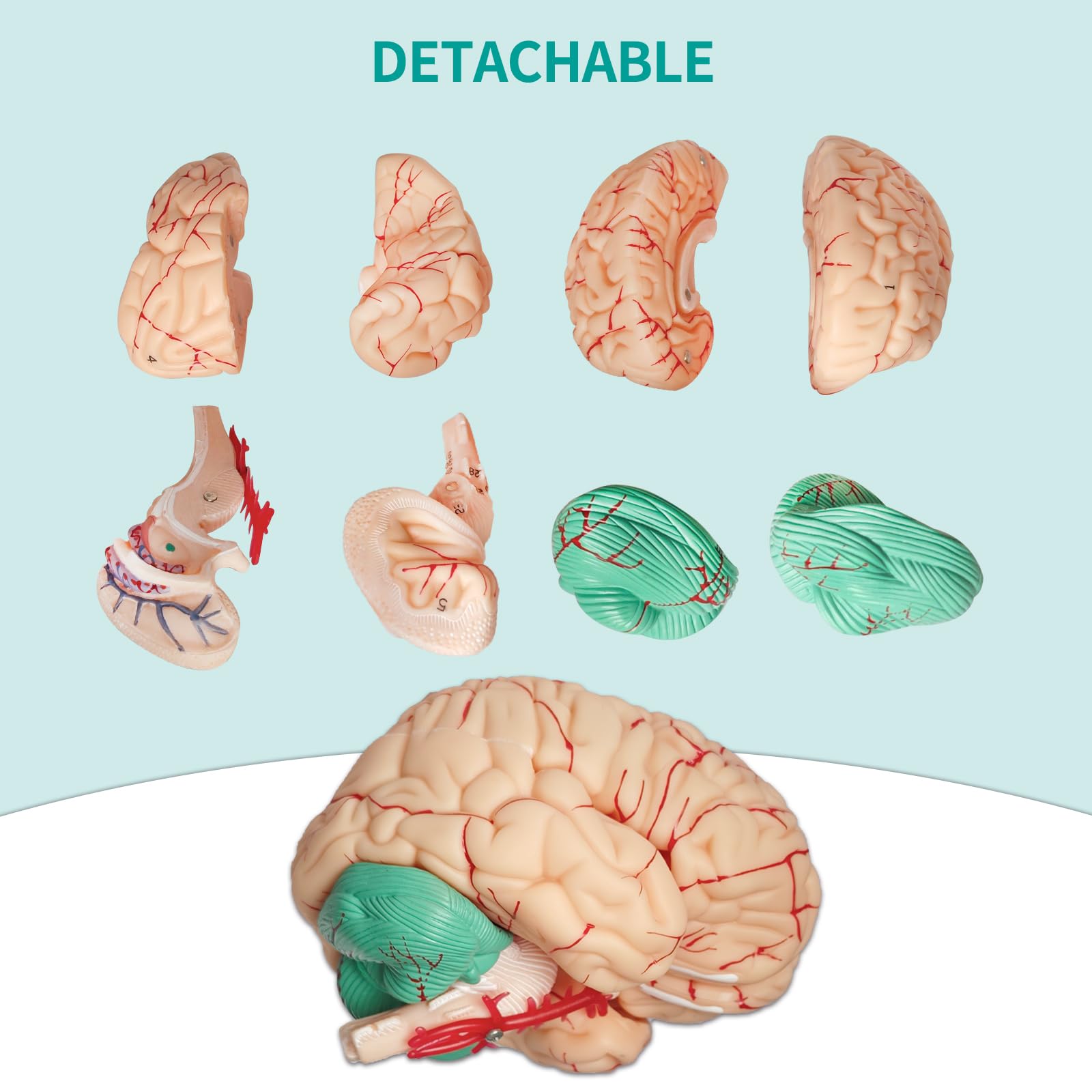 Anatomy Of Skull And Brain Human Skull And Brain Model, With Sutures