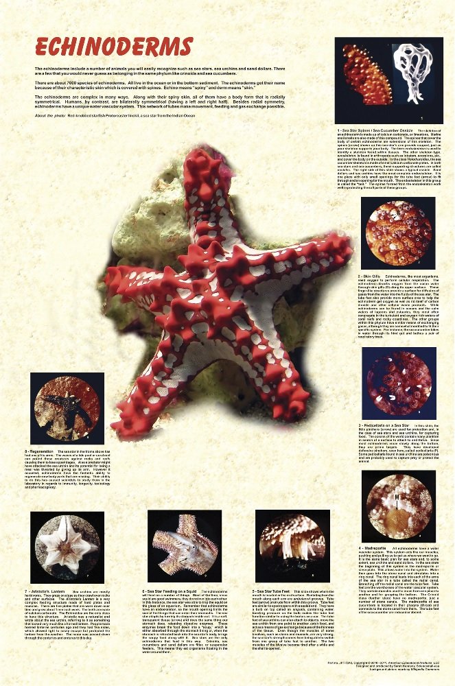 Amazon.com: The Phylum Echinodermata - Biology Poster, 38x26" : Home ...