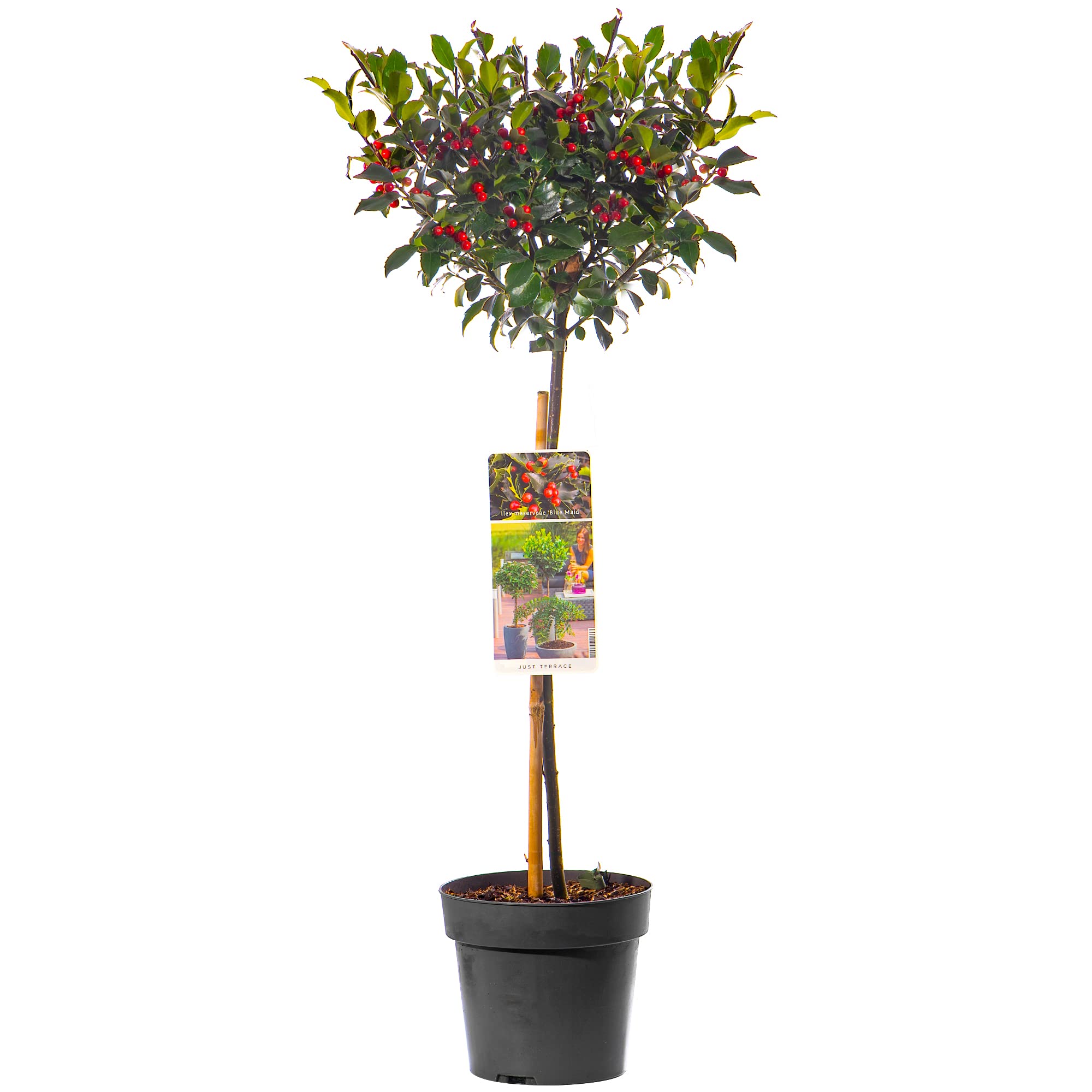 Standard Holly Tree | Hardy Evergreen Ornamental Lollipop Shape | Low ...