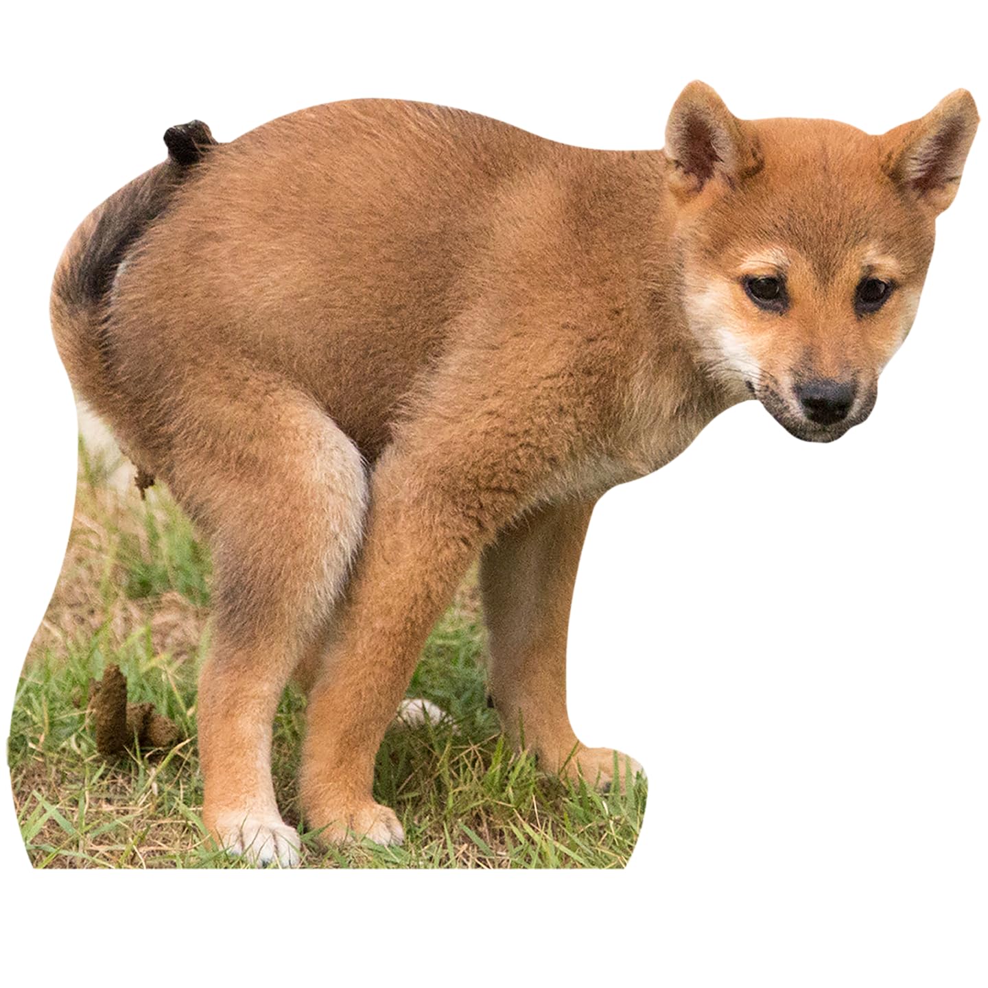 Amazon.com: SP12838 Dog Pooping Cardboard Cutout Standee Standup : Home ...