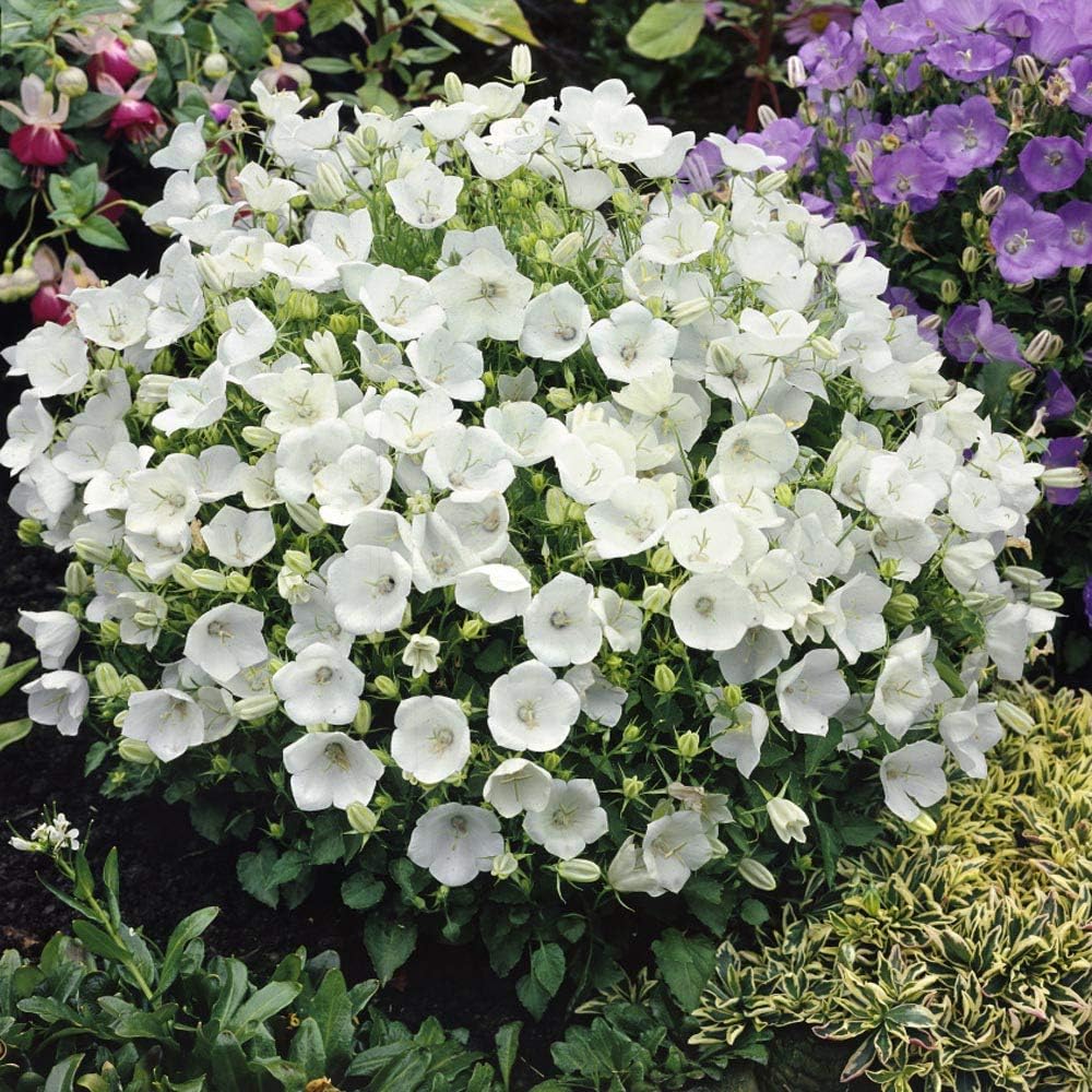 Amazon.com : Outsidepride 10000 Seeds Perennial Campanula Bellflower ...