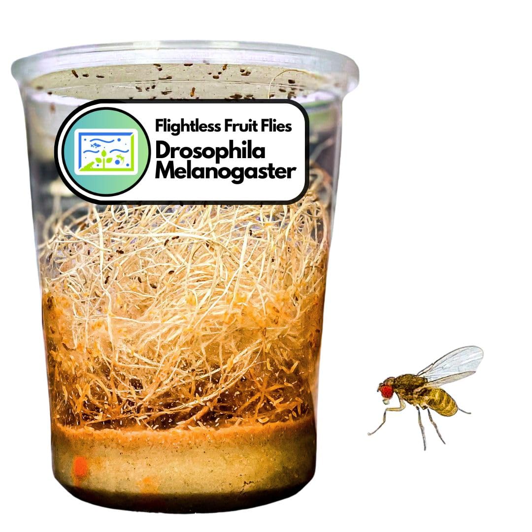 Buy Creation Cultivated 32oz Fruit Fly Culture - Live Feeder Insects ...