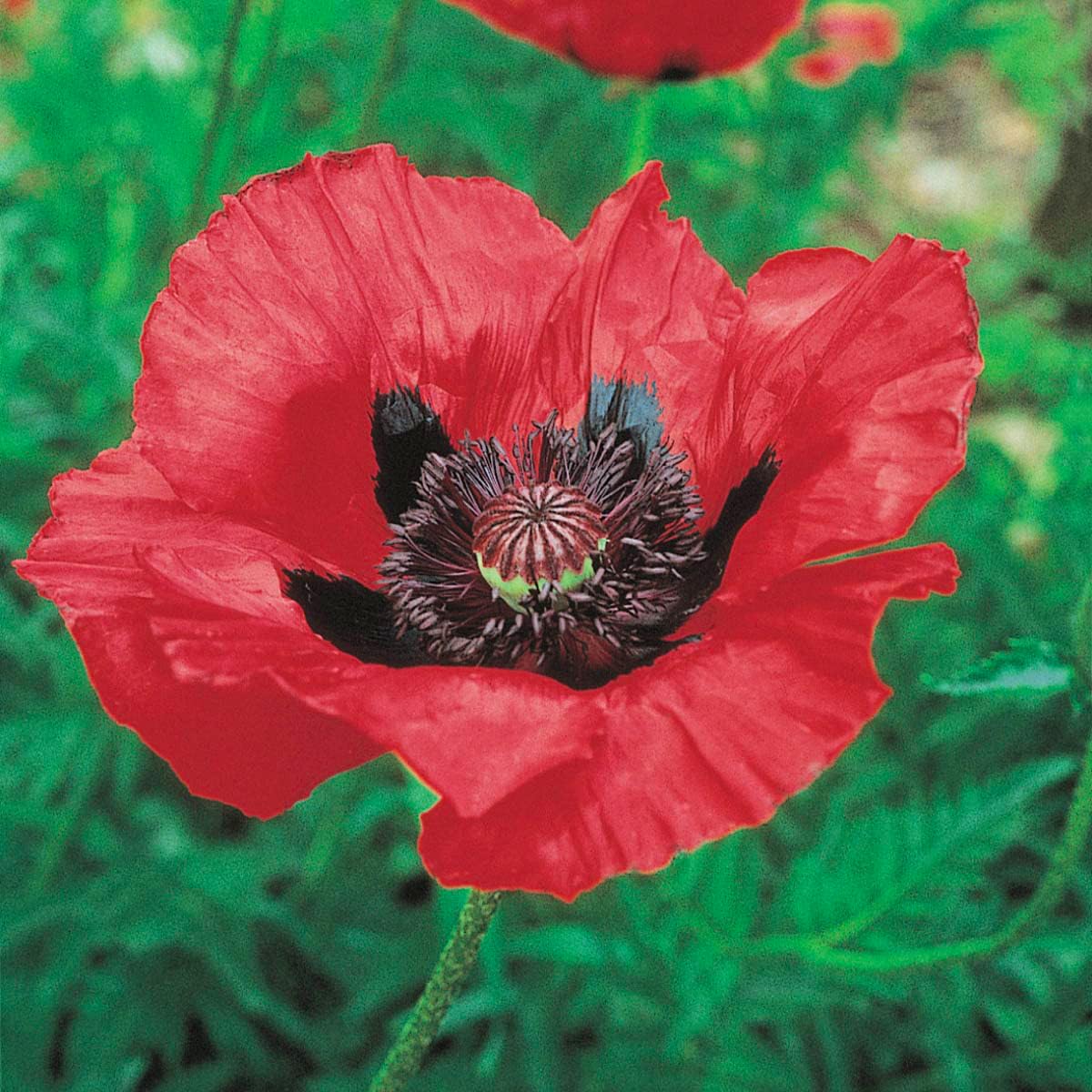 Amazon.com : Harlem Pink Flowering Oriental Poppy Dormant Bare Root ...
