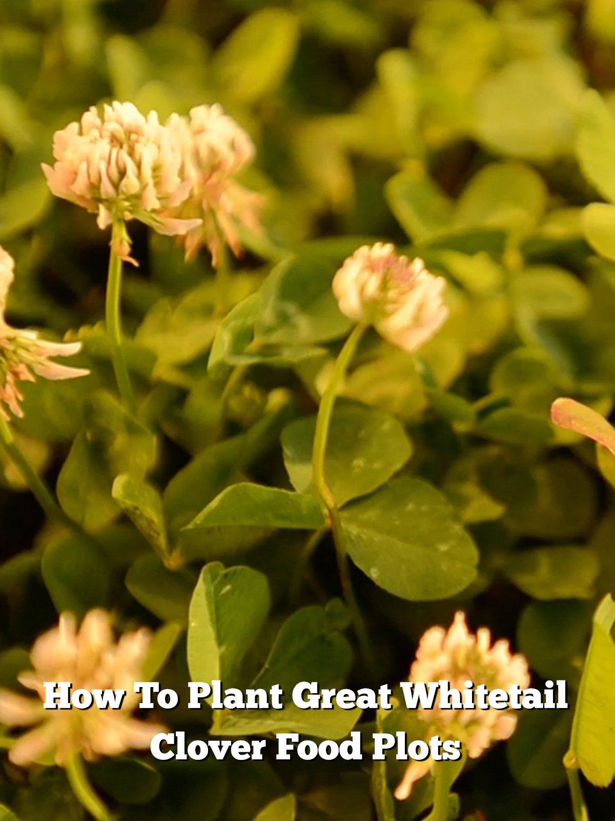 Buy How To Great Whitetail Clover Food Plots Online at desertcartINDIA