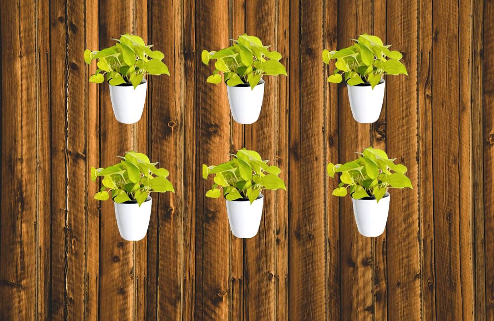 Small Wall Hanging Planters| Hanging Flower Pot | Wall Hanging Pot ...