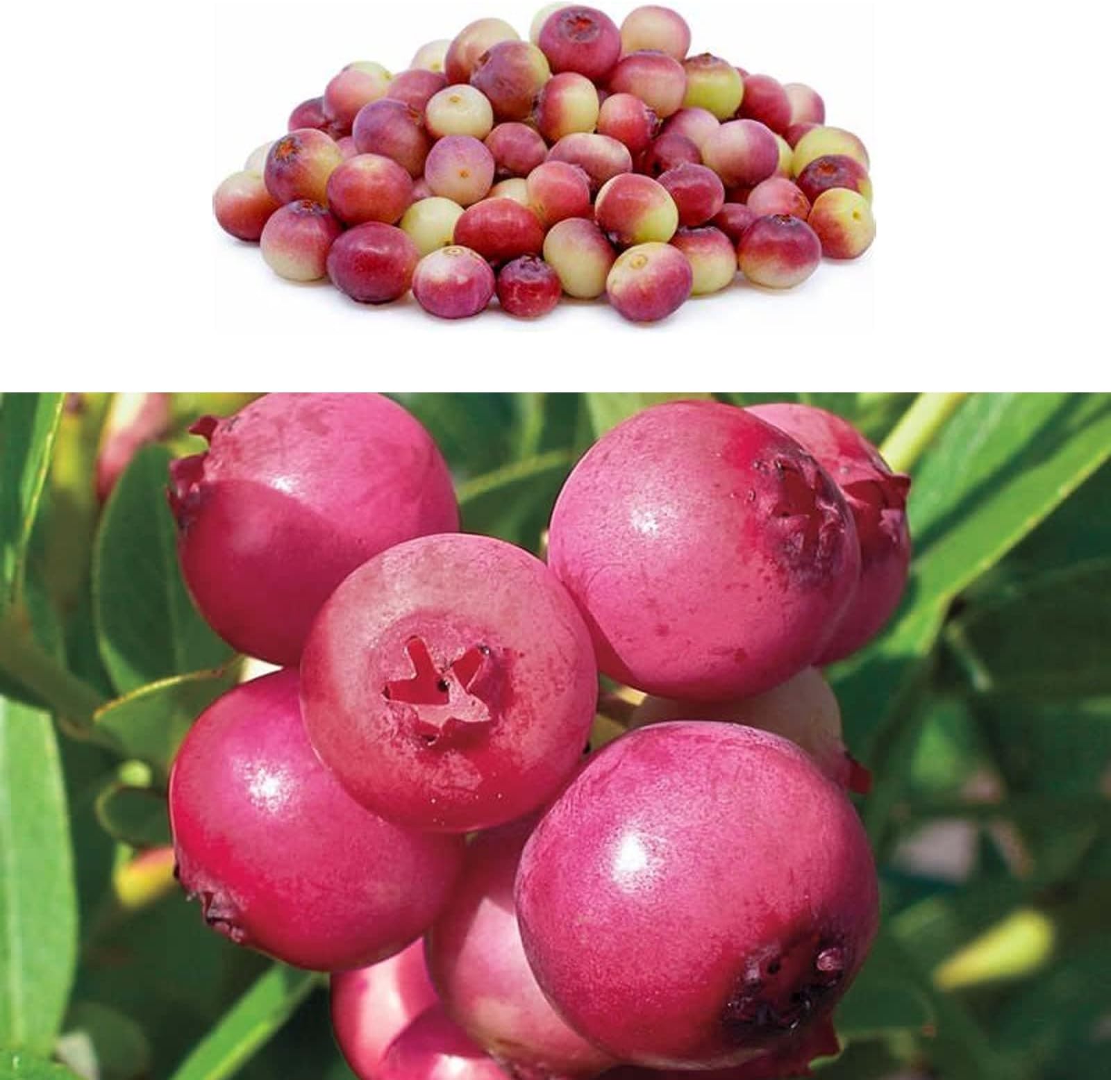 1 Blueberry 'Herbert' Fruit Bush in a Large 9cm Pot 3fatpigs® : Amazon ...