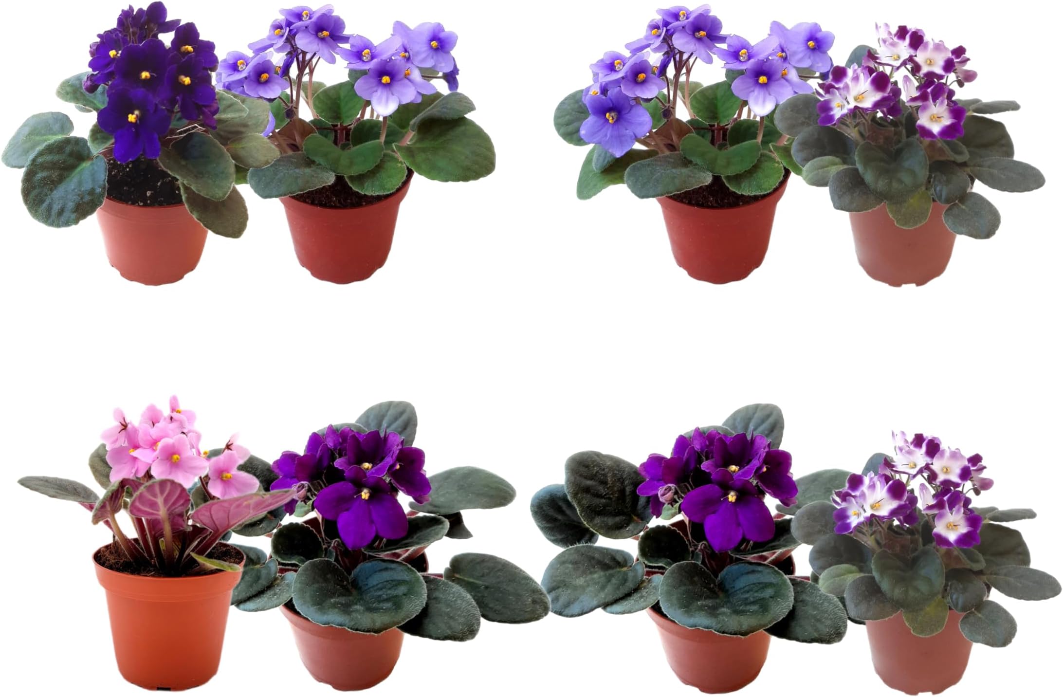Amazon.com: Miniature African Violet - 3 Plants/2" Pot - Great for ...