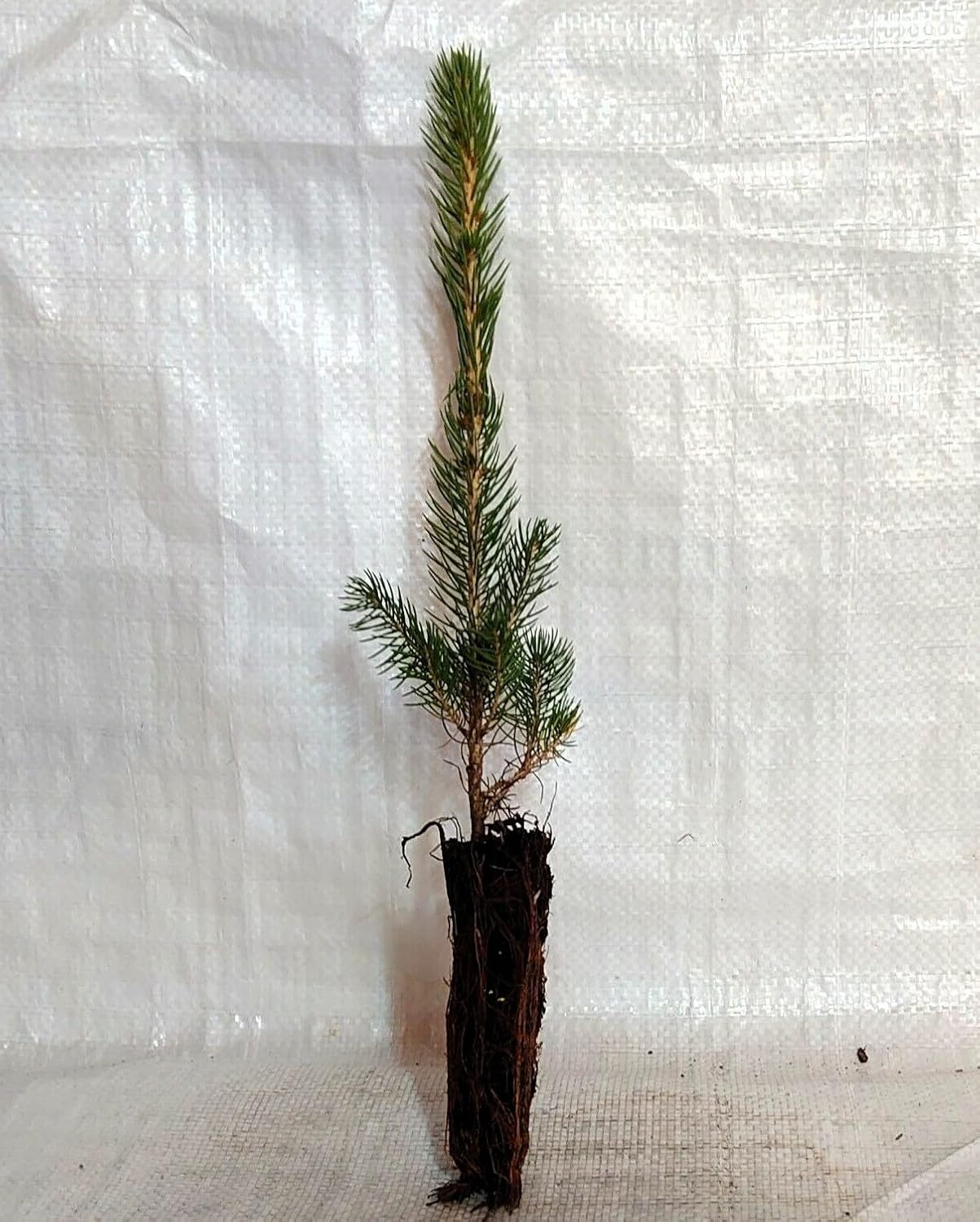 Amazon.com : 3 x Colorado Blue Spruce, Picea Pungens Glauca Container ...