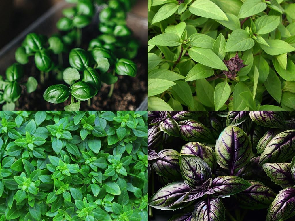 Amazon.com : “Global Gourmet Basil Mix” Basil Seeds – 10+ Varieties ...