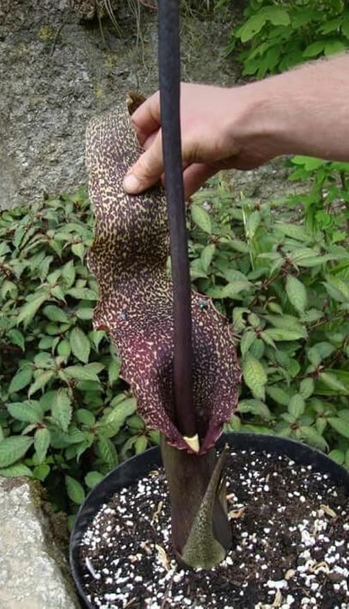 Amazon.com : Voodoo Lily - Sauromatum Venosum - Easy to Grow Bulb ...