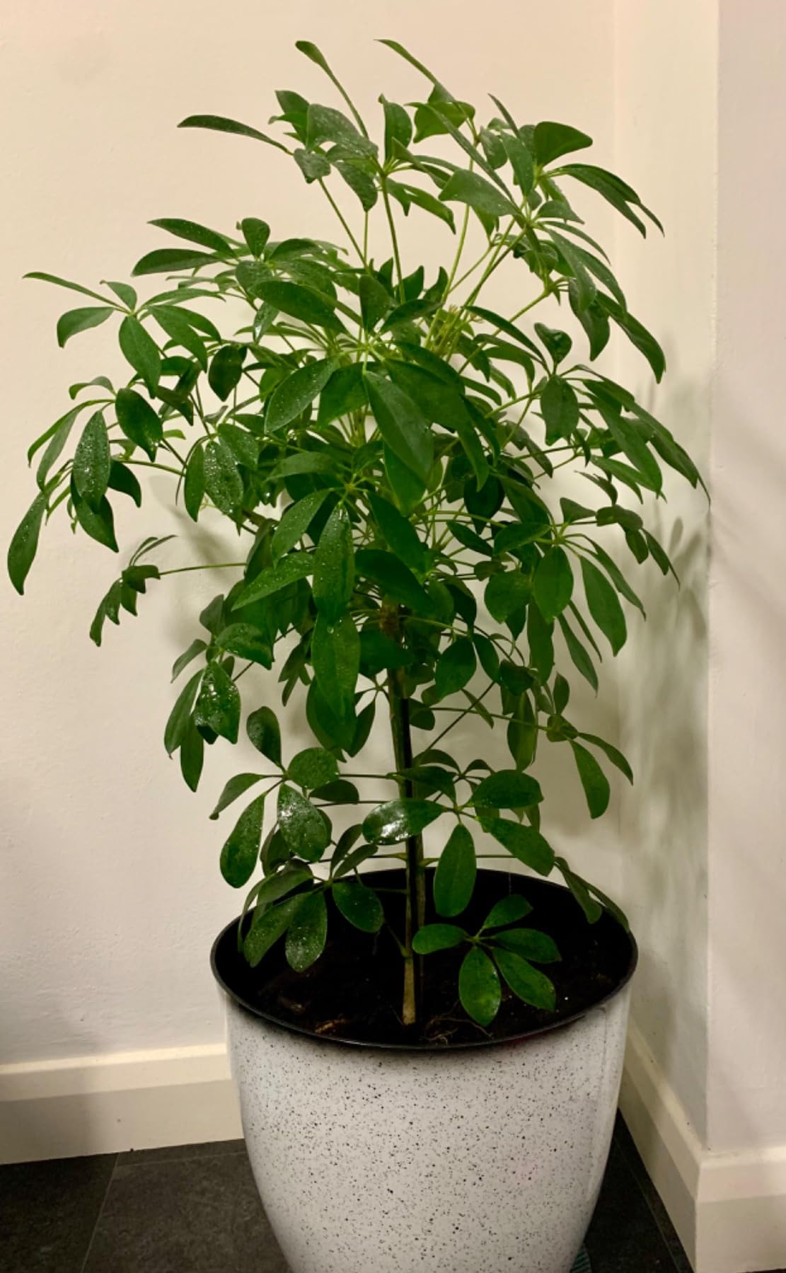1 x Schefflera Nora Dwarf Umbrella Plant | Premium Compact Houseplant ...