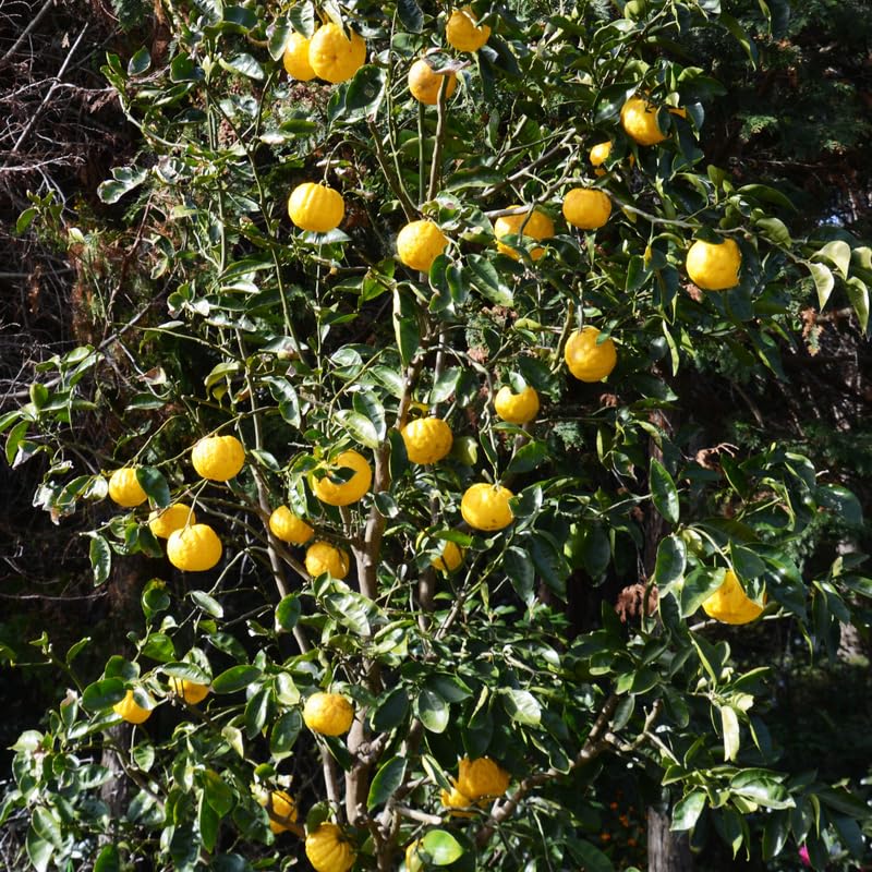Amazon.com : Yuzu Mandarin Tree, 2 to 3 Ft Tall Grafted Mandarin Fruit ...