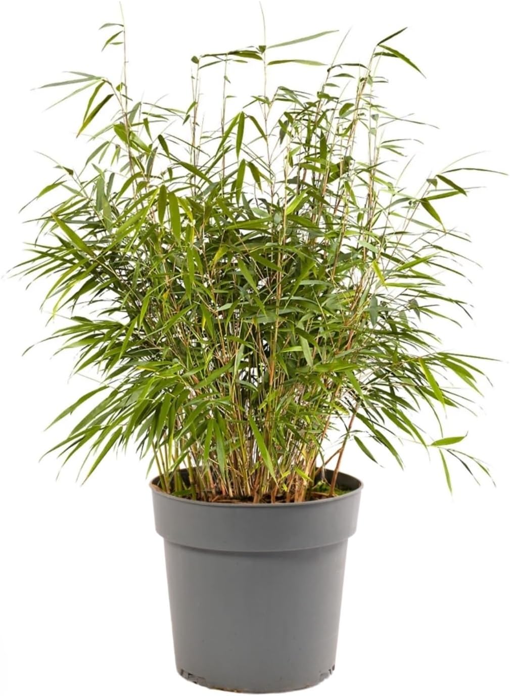 Fargesia Robusta - Live Clumping Bamboo Plant - Non-Invasive & Fast ...