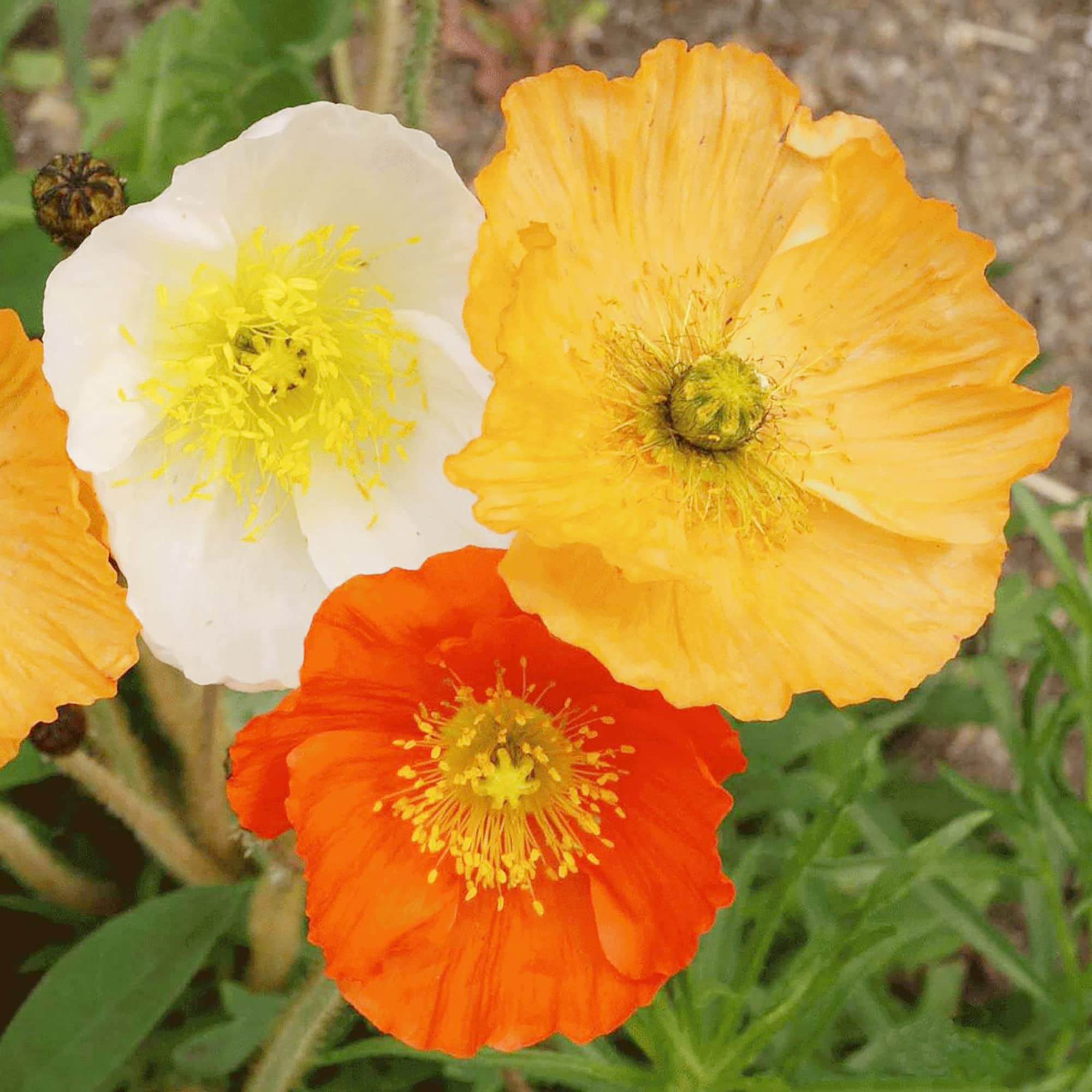 Arctic Poppy