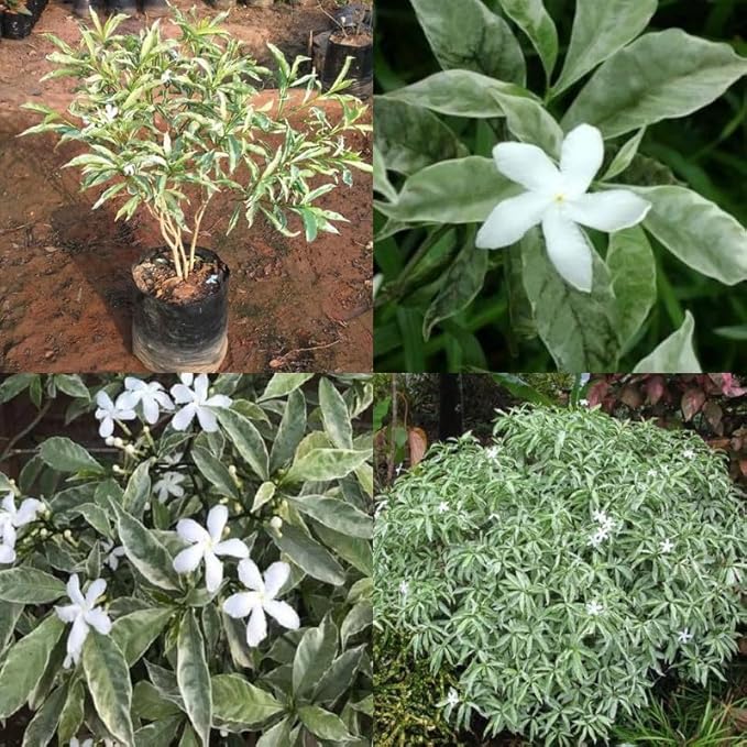 Variegated tagar live plant pack of 1 live plant : Amazon.in: Garden ...
