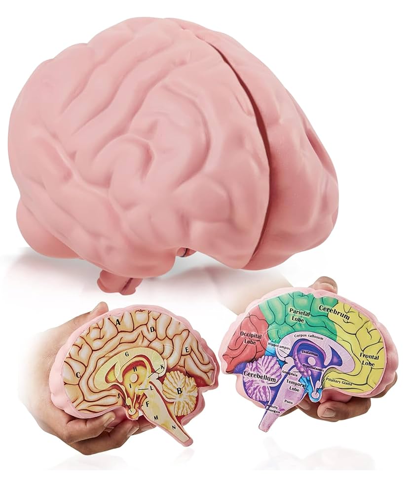 Manual Drill Tool Learning Resources Brain Anatomy Model - 2-Piece Cross-Section Foam Brain For ...