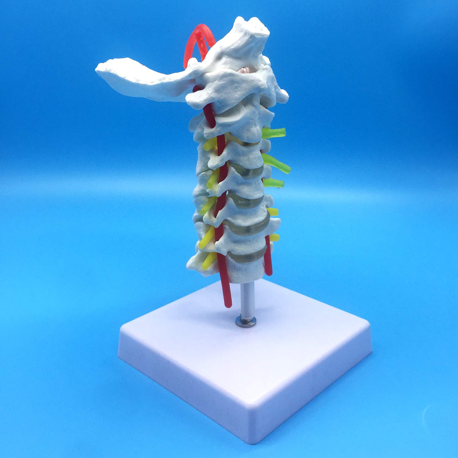 Buy Learning Resources Human Cervical Vertebra Spine Anatomical Model buy-learning-resources-human-cervical-vertebra-spine-anatomical-model