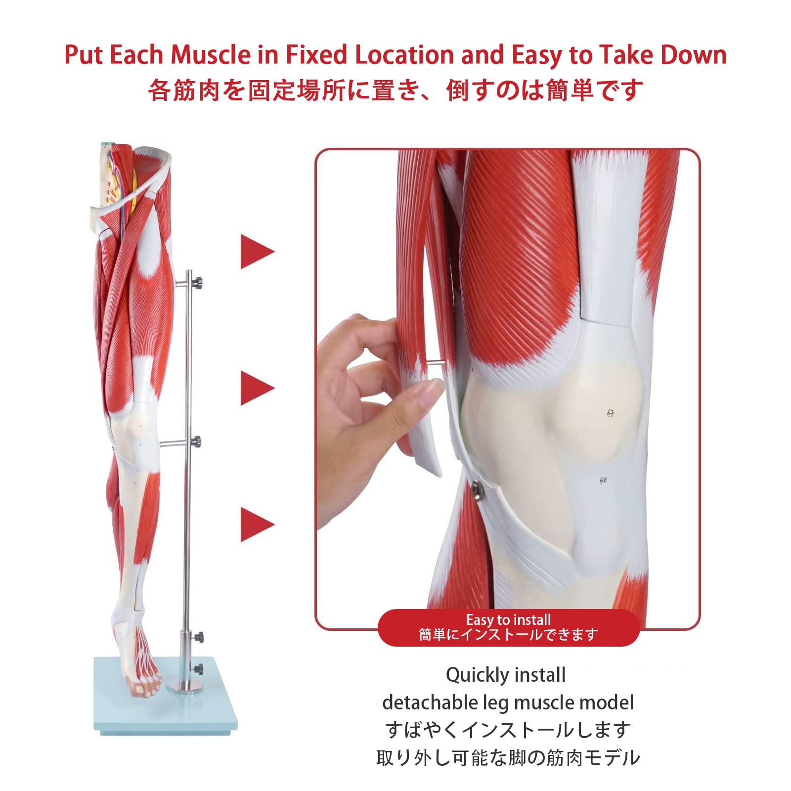 Anatomia Umana Muscoli Delle Gambe