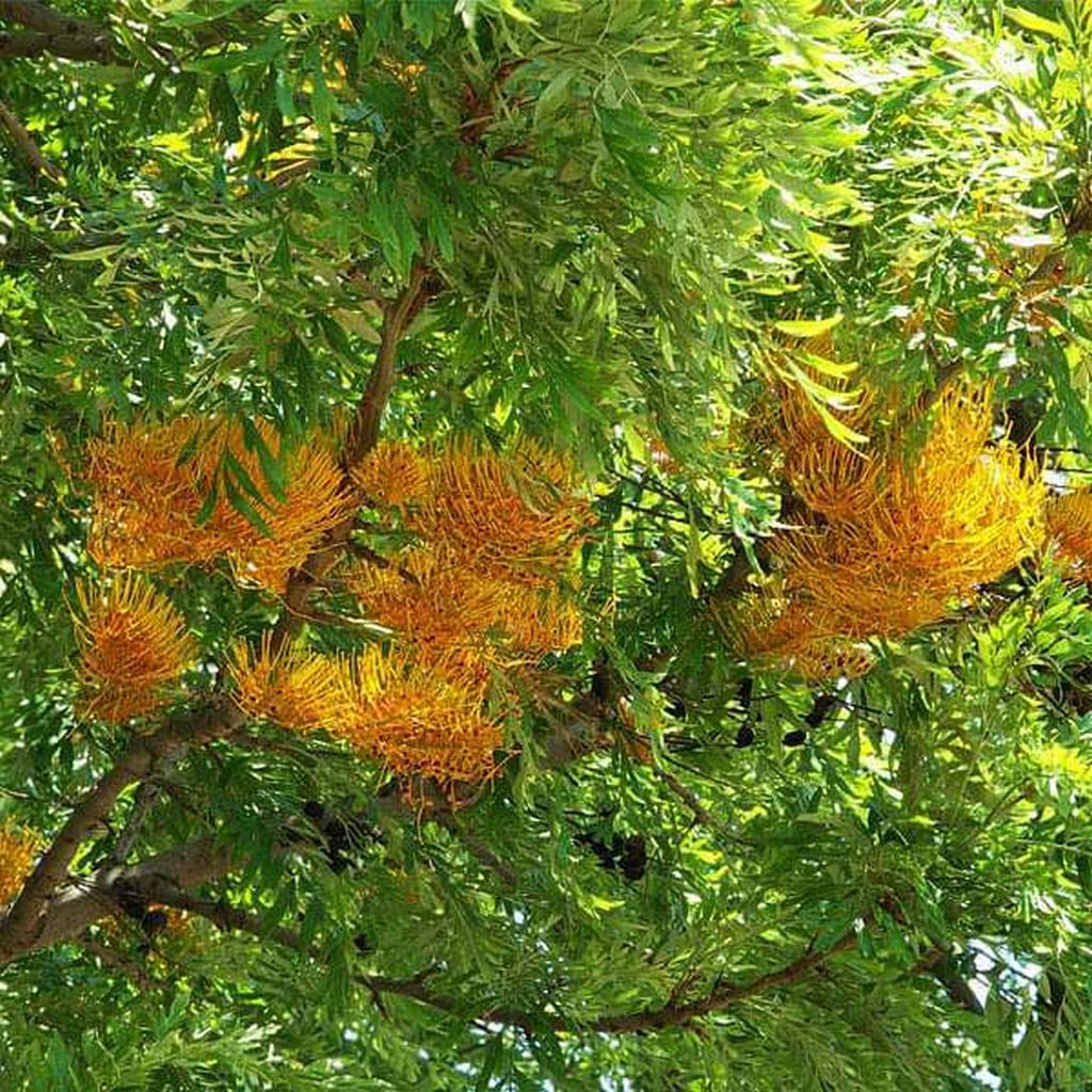 Creative Farmer Silver Oak (Grevillea Robusta) For Landscaping Live ...