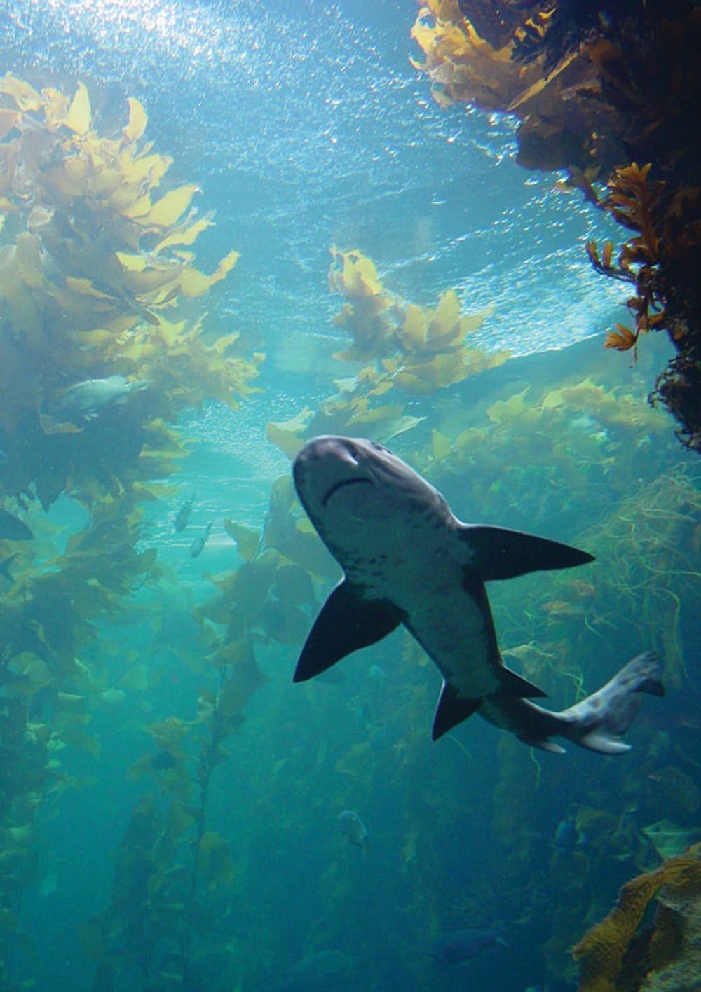 JP London MD3A004 8 5 Feet High By 6 Feet Wide Removable Portrait Shark jp-london-md3a004-8-5-feet-high-by-6-feet-wide-removable-portrait-shark