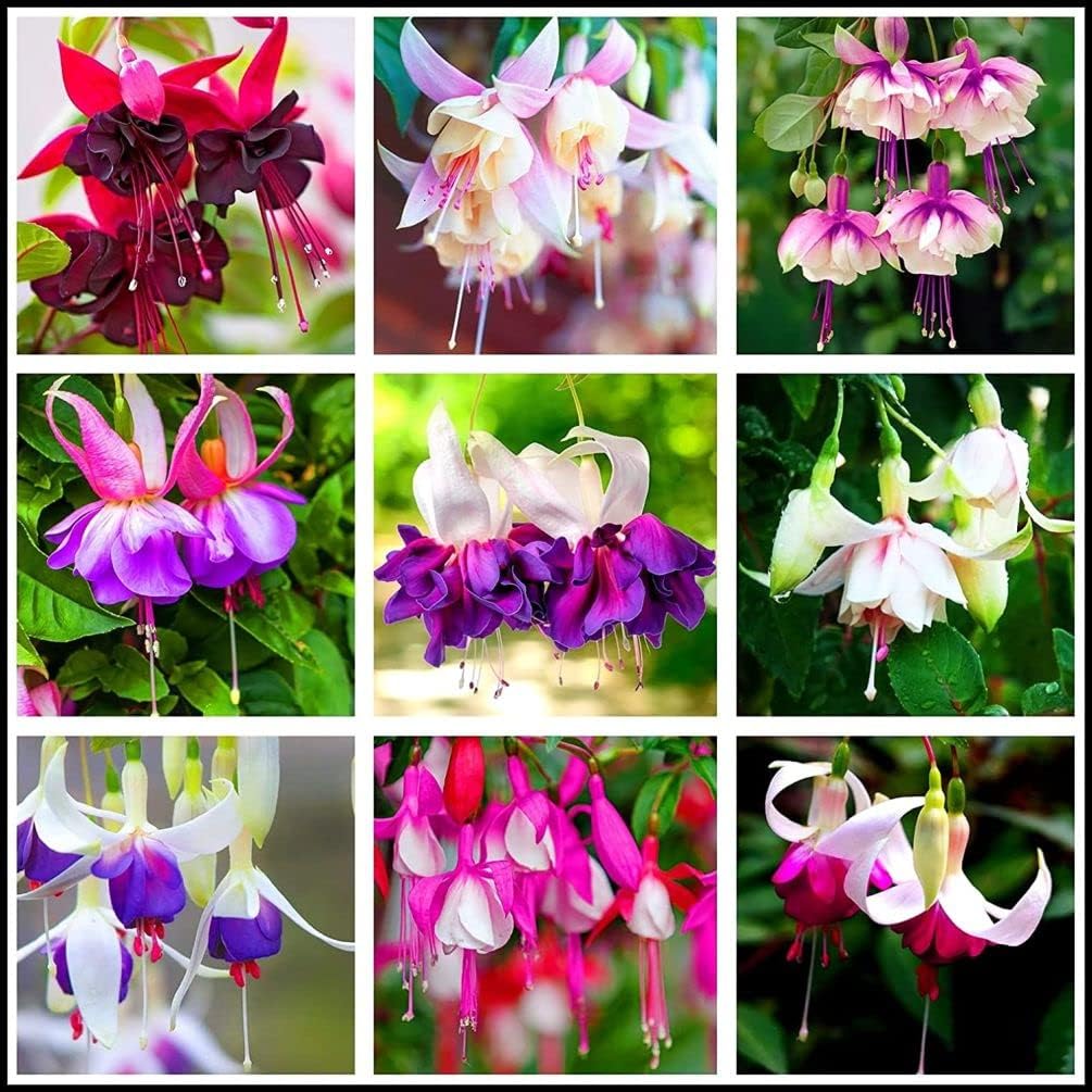 Amazon.com : Mixed 100 Seeds Fuchsia Flower Seeds Perennial Home Bonsai : Patio, Lawn & Garden
