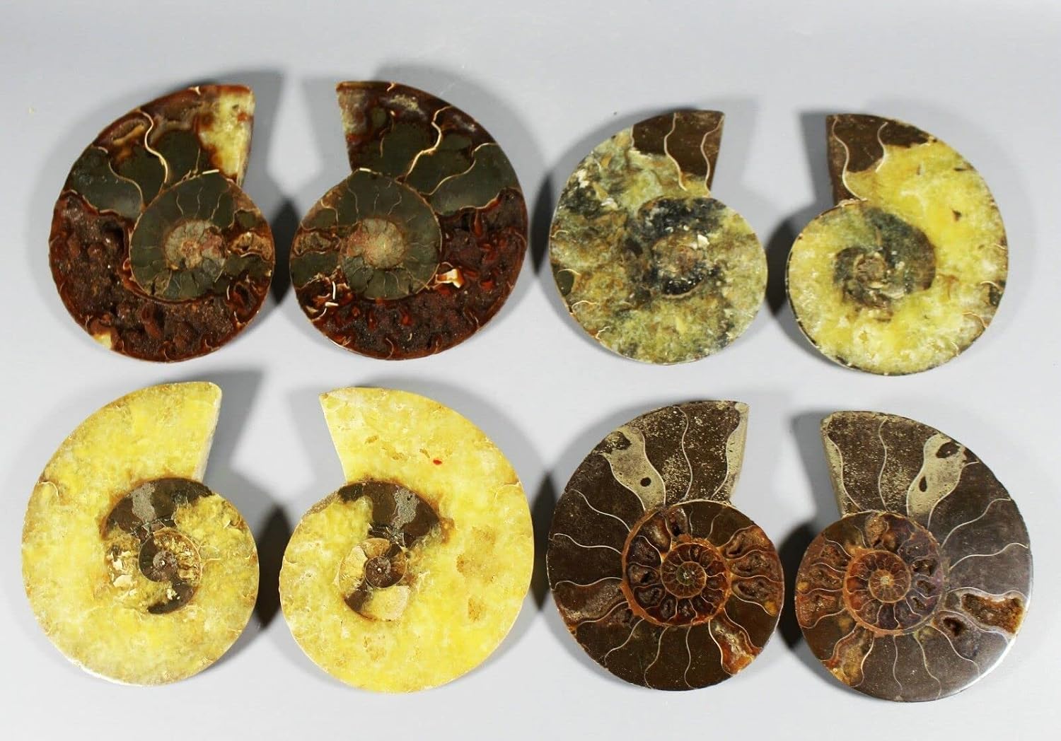Amazon.com: 4 Pair Natural Cut Cretaceous Ammonite Sliced Internal ...