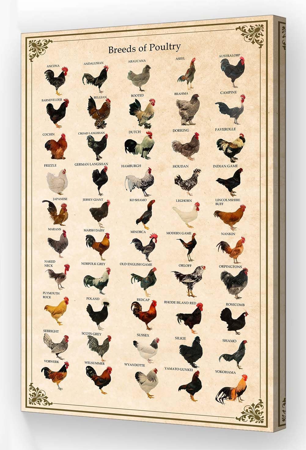 Amazon.com: Wallpicss Chicken Poster Framed Educational Wall Art Canvas ...