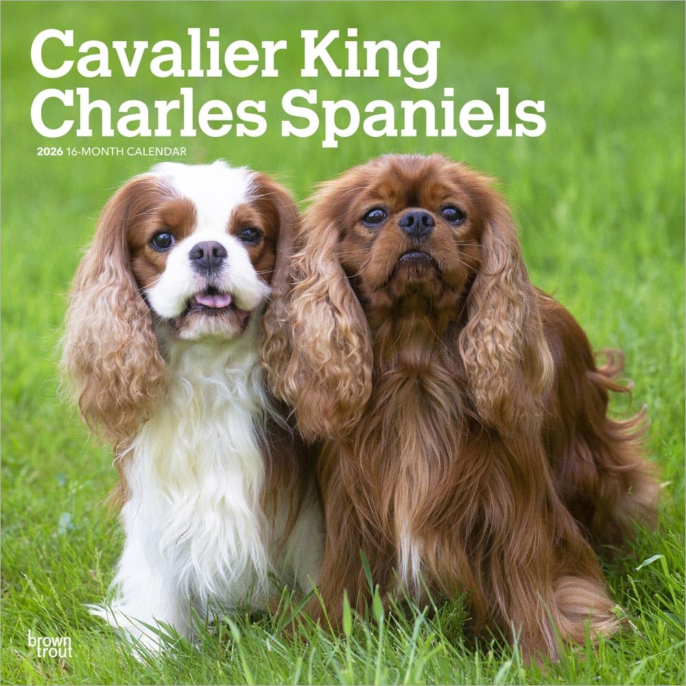Cavalier King Charles Spaniels | 2026 12 x 24 Inch (Hanging) Monthly ...