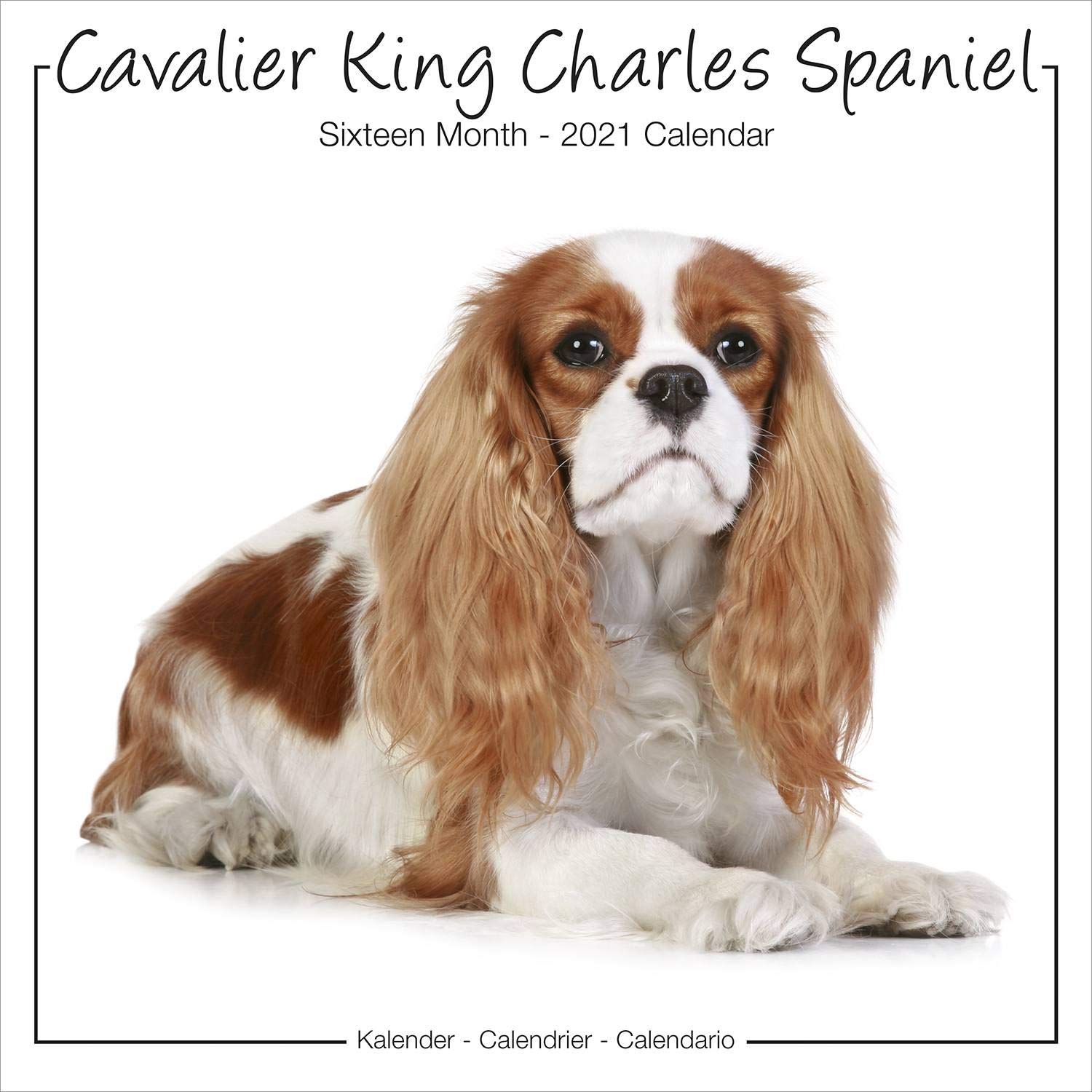 Cavalier King Charles Spaniel Calendar - Dog Breed Calendars - Dog ...