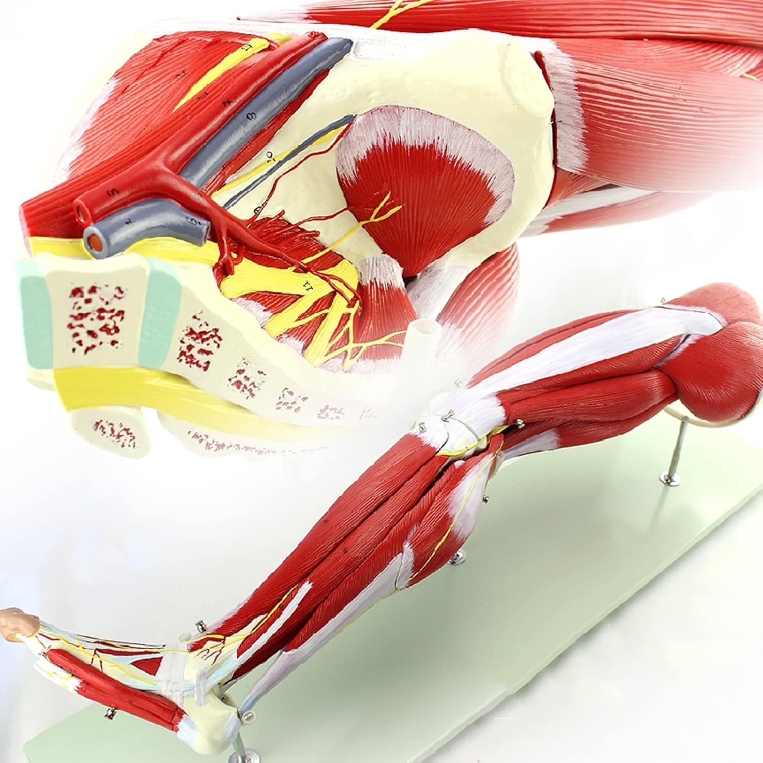 Human Lower Leg Anatomy